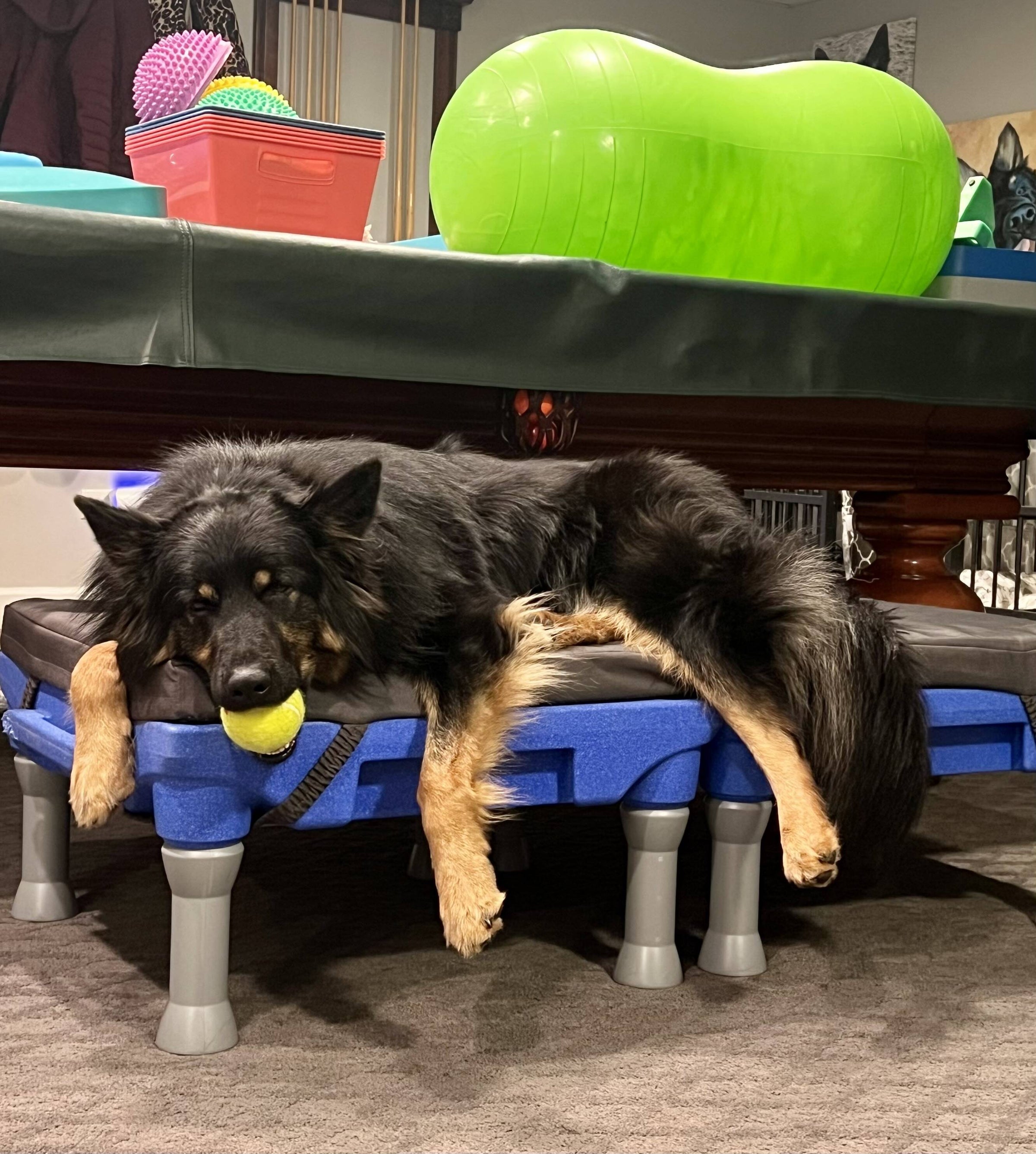 Home | SchubertUS Kennel Bohemian Dogs In America We are located in ...